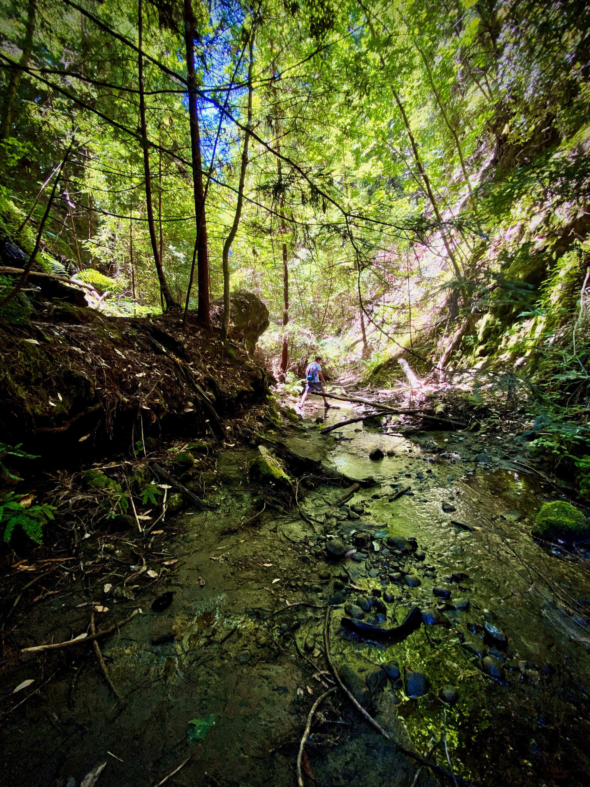 Maple Falls Trail in Nisene Marks State Park - Hitting Dirt - A Hiking ...